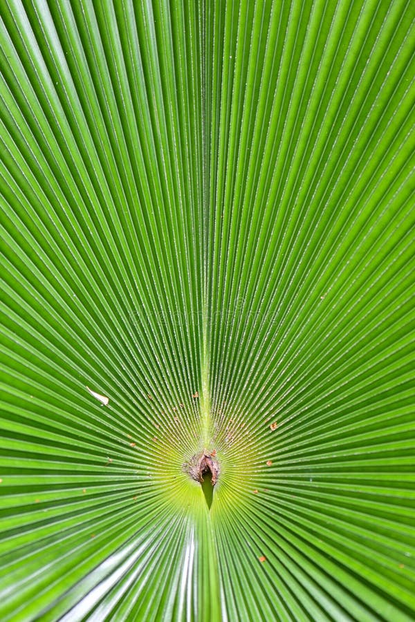 Green Nature Patterns for Background Stock Photo - Image of leaf, decor ...