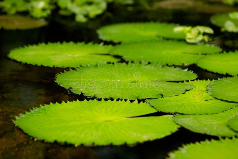Leaves Nymphaea in the Pond Stock Photo - Image of symbol, beautiful ...