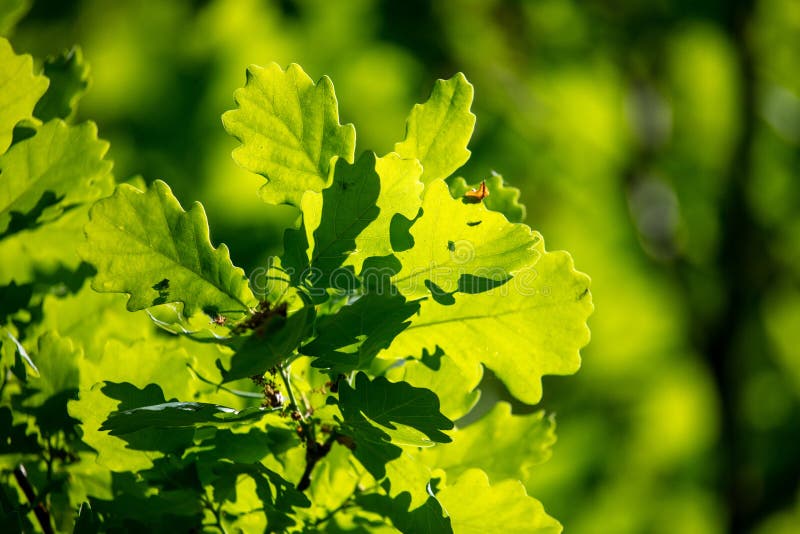 Green Leaves on the Oak Tree Stock Photo - Image of leaf, freshness ...