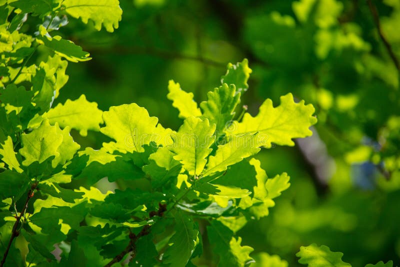 Green Leaves on the Oak Tree Stock Image - Image of natural, texture ...