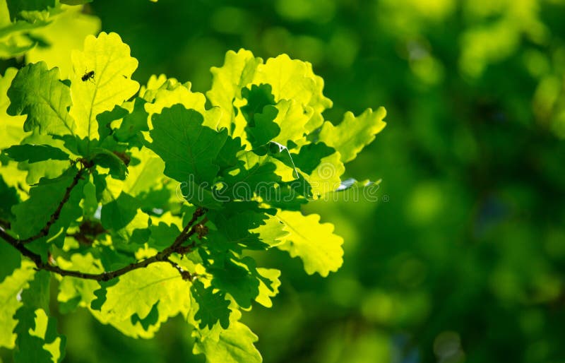 Green Leaves on the Oak Tree Stock Image - Image of spring, vibrant ...