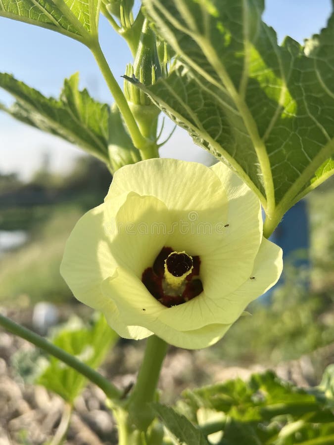 Green Leaves of a Okra Tree Stock Photo - Image of organic, fresh ...