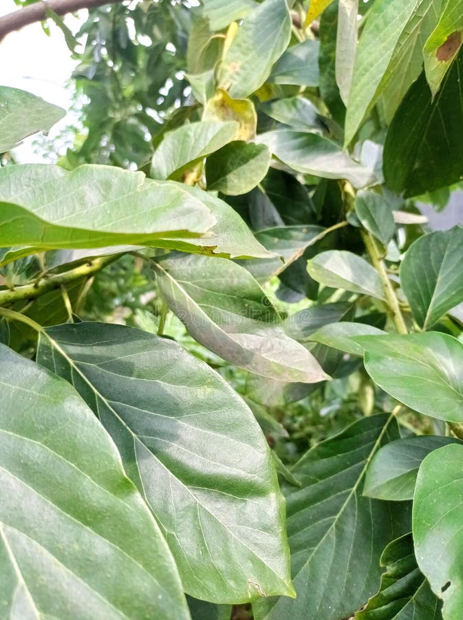 The Green Leaves of the Old Avocado Tree are Shiny. it is a Single Type, the Elongated Leaf ...