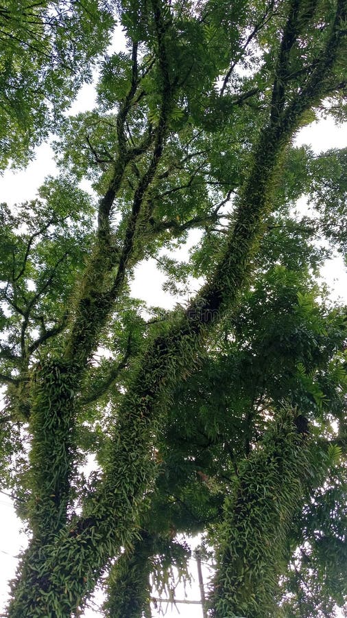 Green Leaves of Old Trees Seen from Below Stock Photo - Image of trunk ...