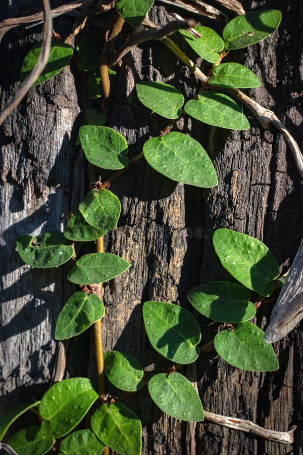 The Green Leaves on the Old Wood Plate. Contrast Lighting Stock Image ...