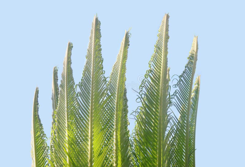 Green Leaves of Oliba on a Blue Sky Background. Soft Focus Stock Image ...
