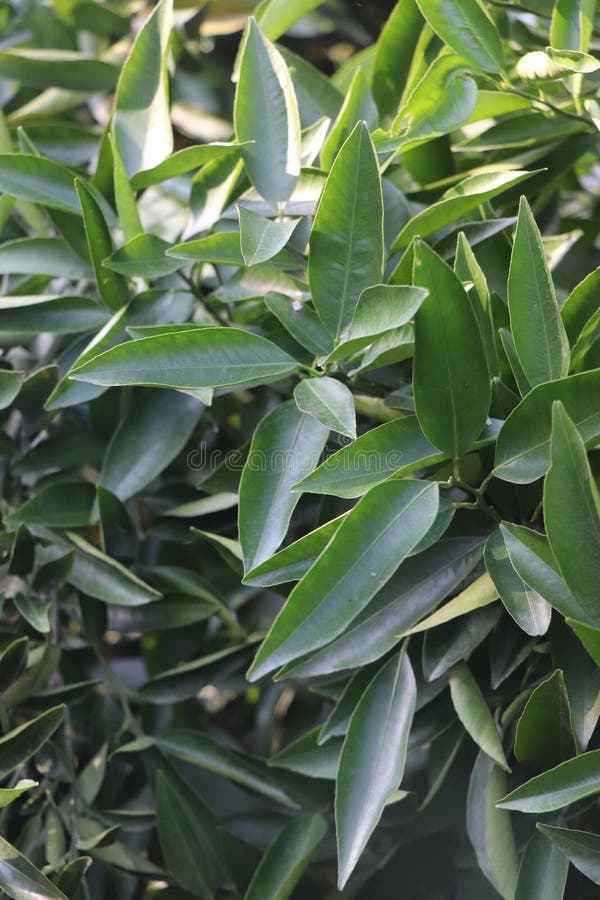 Green Leaves of Orange Tree Stock Photo - Image of whitout, orange ...