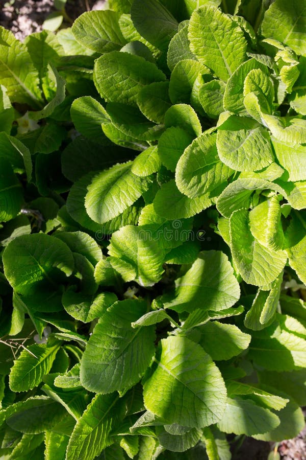 Green Leaves Outside in the Yard. Natural Rustic Background and Natural ...