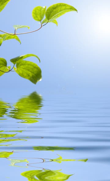 Green leaves over water stock image. Image of beautiful - 11327217