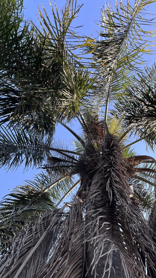 Green Leaves of a Palm Tree Stock Photo - Image of beautiful, tree ...