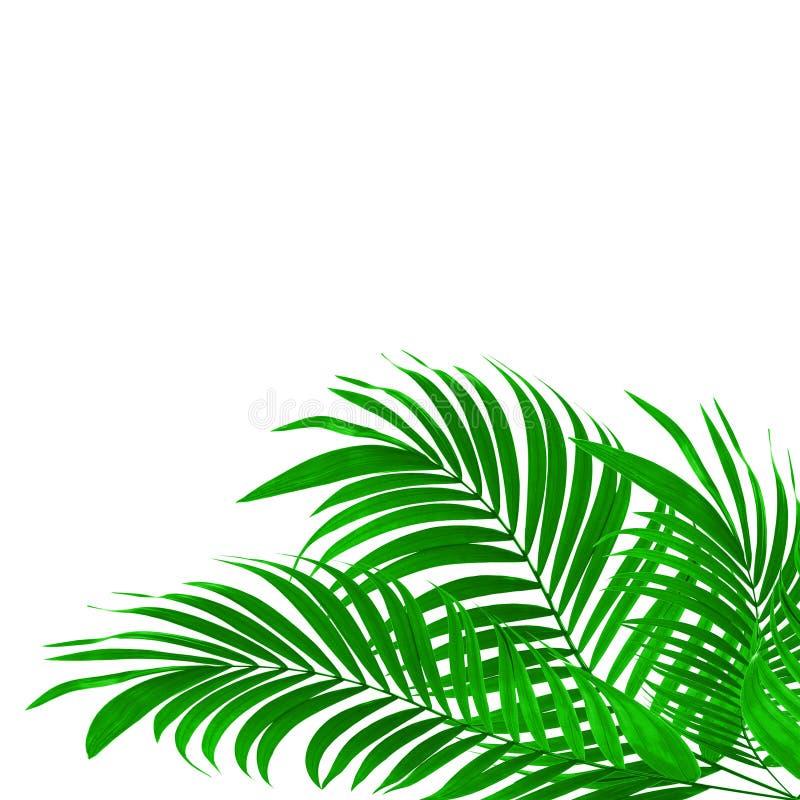 Green Leaves Of Palm Tree Isolated On White Background Stock ... Green Leaves Of Palm Tree Isolated On White Background Stock ...