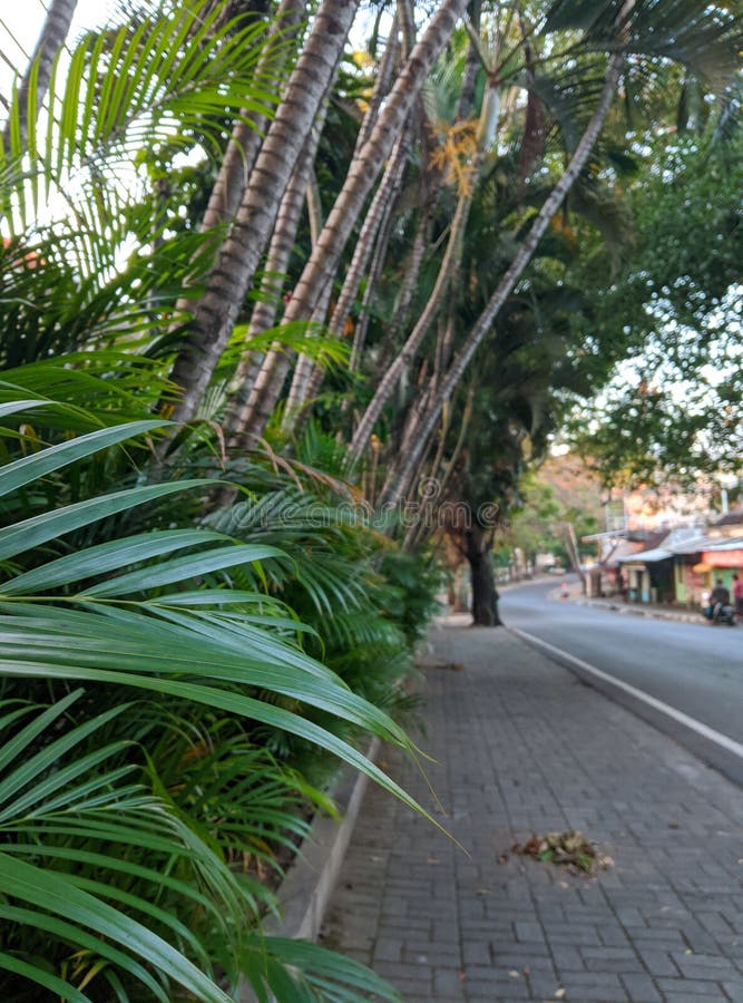 Green Leaves and Palm Trees in the Side of Road Stock Image - Image of ...