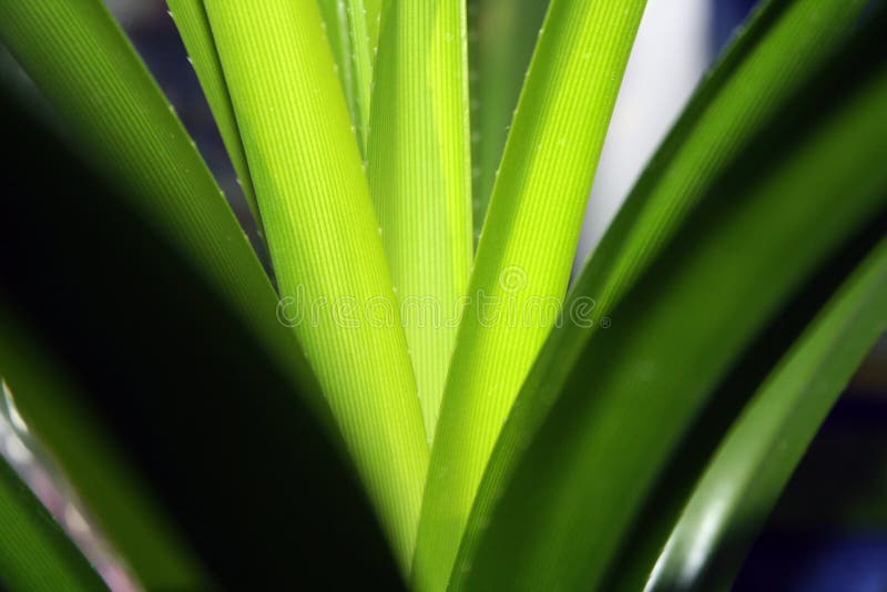Green Leaves of Pandanus. Background for Text Stock Image - Image of ...