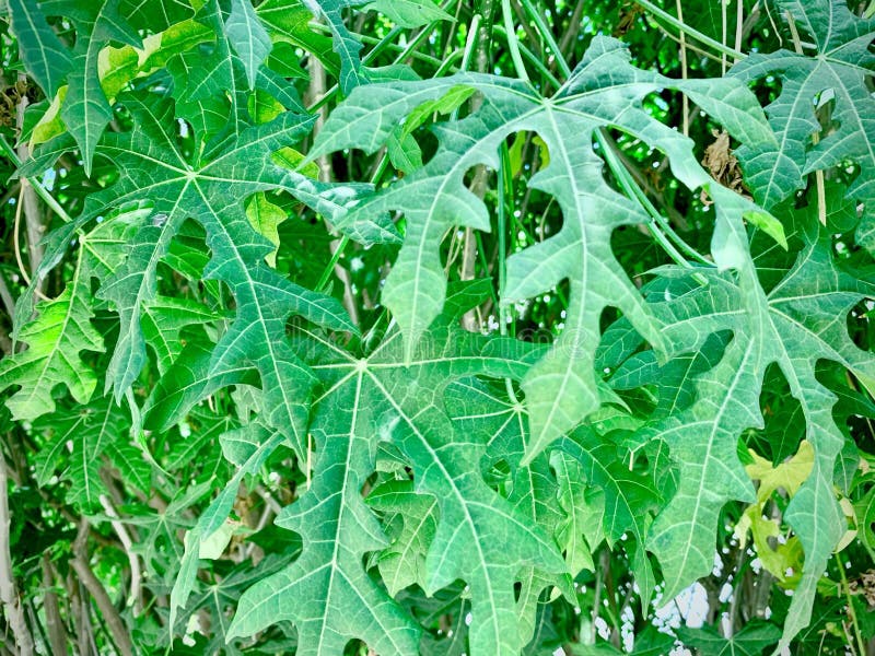 Green Leaves of Papaya Tree Close Up View Stock Photo - Image of ...