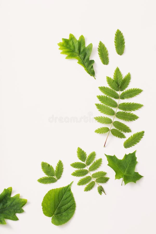Green Leaves on Paper Background Stock Photo - Image of color, flat ...