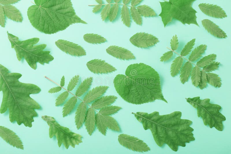 Green Leaves on Paper Background Stock Image - Image of branch, plant ...