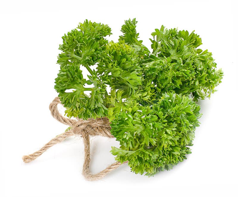 Green Leaves of Pasley Isolated on White Background Stock Photo - Image ...