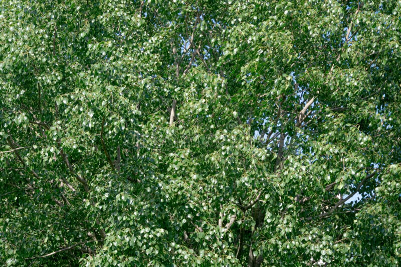 The Green Leaves Pattern & Texture of Standing Timber Stock Photo ...