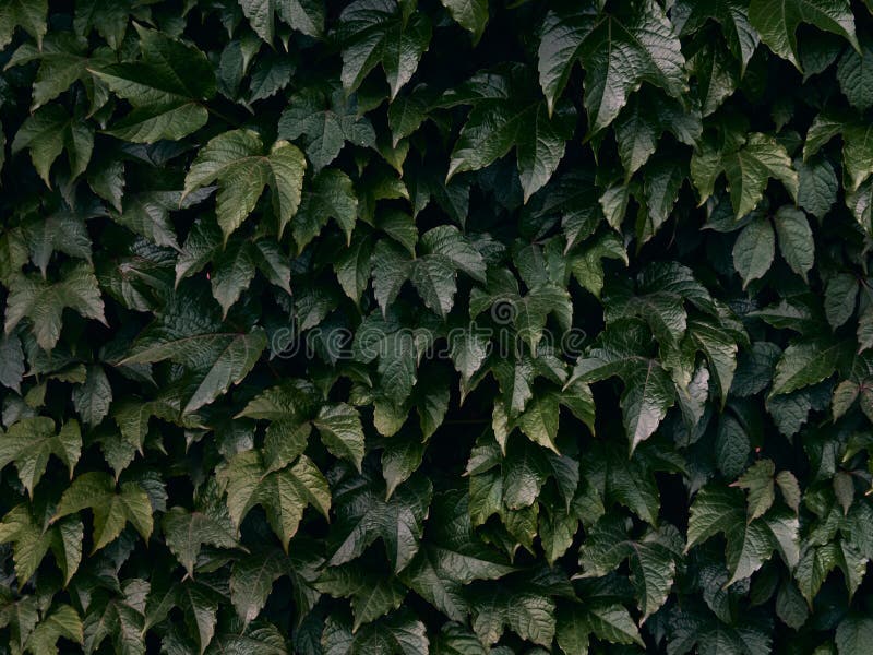 Green Leaves Pattern Background. Stock Photo - Image of copy, pattern ...