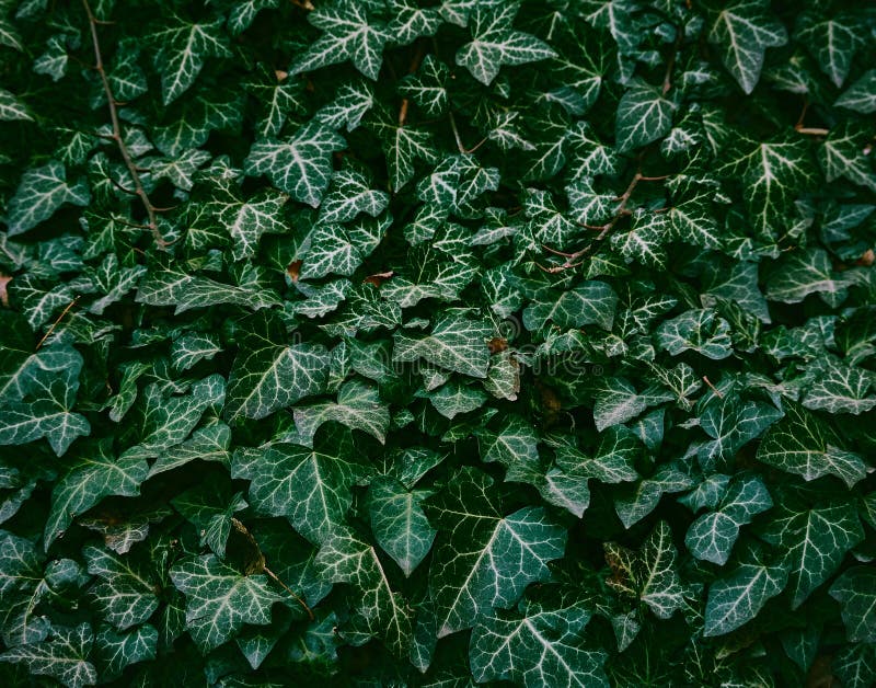 Green Leaves Pattern Background. Stock Photo - Image of branch ...
