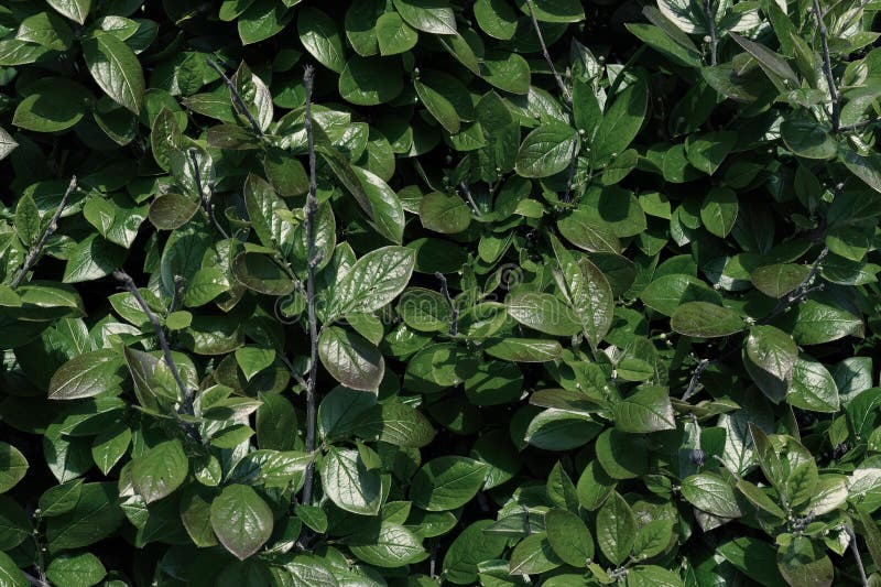 Green Leaves Pattern Background. Natural Backdrop Stock Image - Image ...