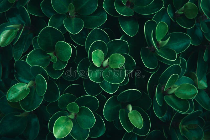 Green Leaves Pattern Background. Natural Concept Stock Photo - Image of ...