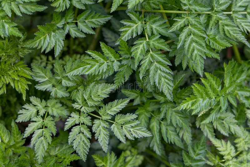 Green Leaves Pattern Background, Natural Leafy Background. Real Photo ...