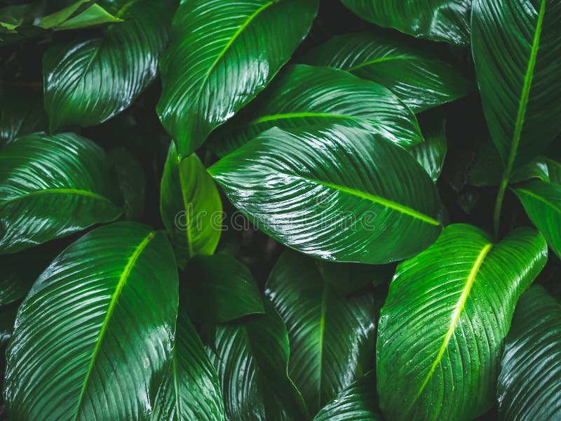 Green Leaves Pattern Background Stock Image - Image of growth, garden ...