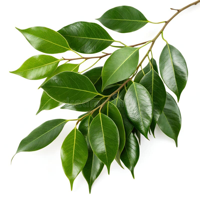 Green Leaves Pattern Ficus Benjamina Leaf Texture Isolated on White ...
