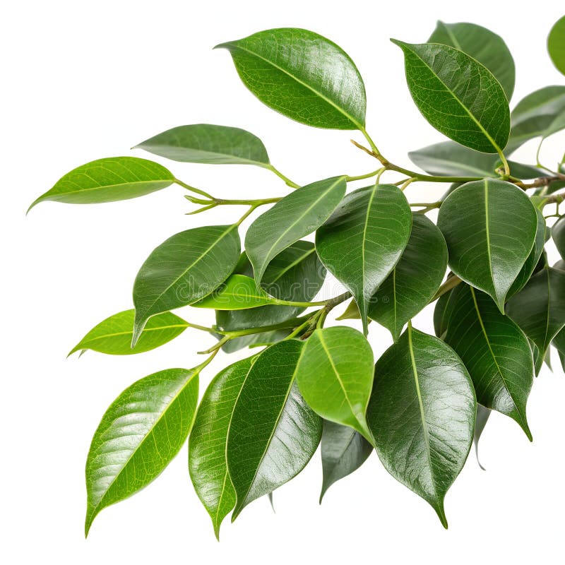 Green Leaves Pattern Ficus Benjamina Leaf Texture Isolated on White ...