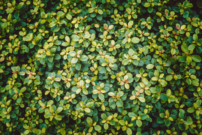 Green Leaves Pattern Layout Design. Ecology Natural Creative Concept ...