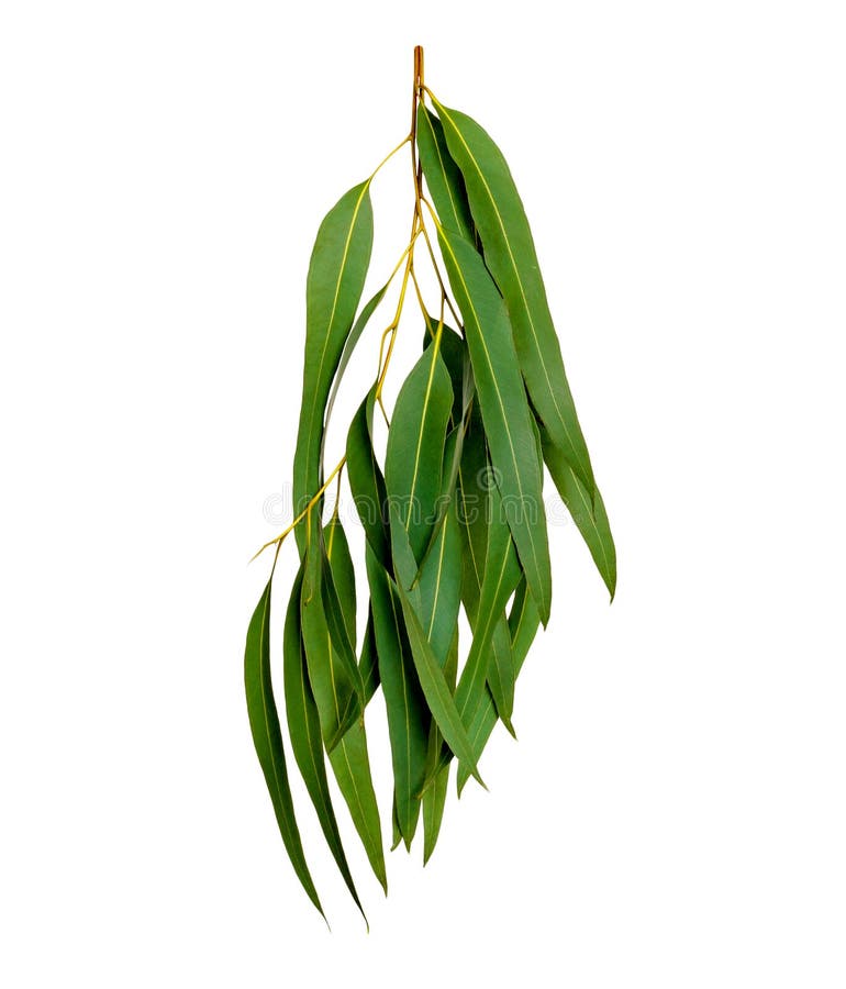 Green Leaves Pattern,leaf Eucalyptus Tree Isolated on White Background ...
