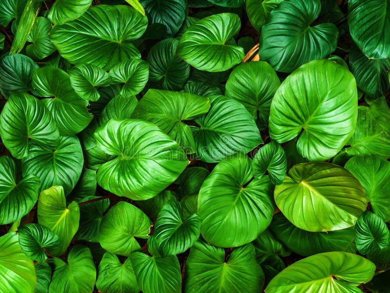 Green Leaves Pattern Natural Background. Stock Image - Image of ...