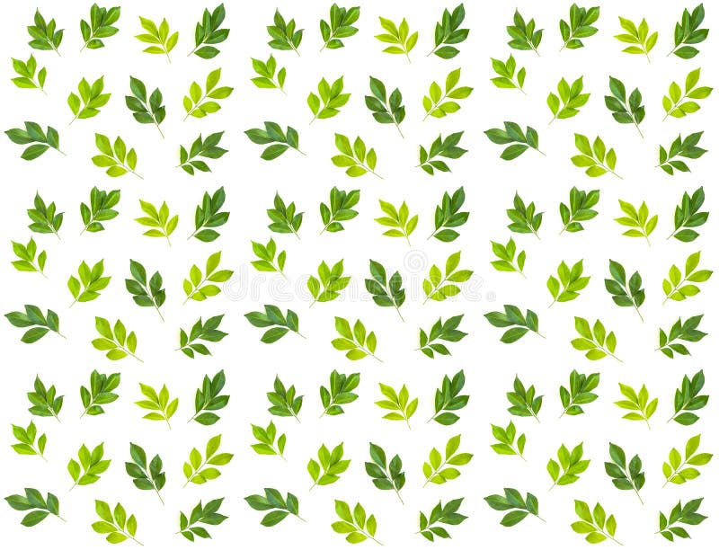 Green leaves pattern stock photo. Image of floral, environment - 69869464
