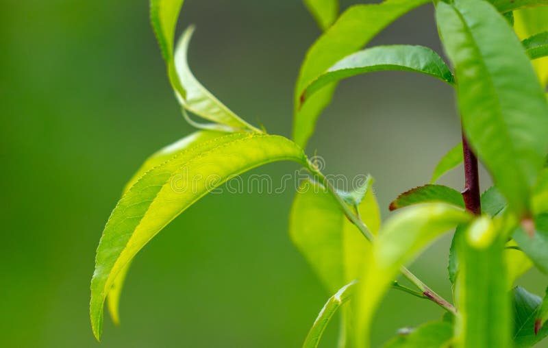 Green Leaves on the Peach Tree Stock Photo - Image of farm, summer ...