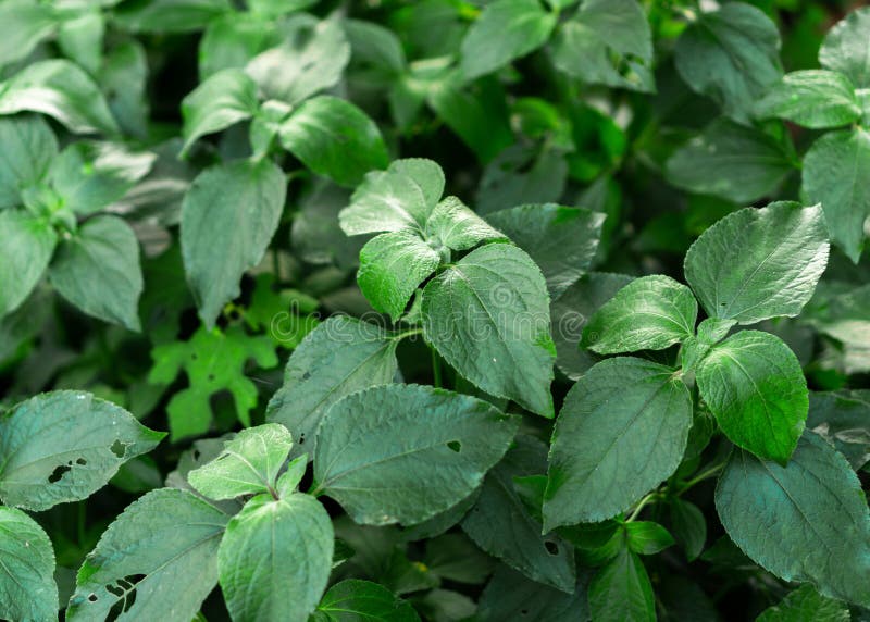 Green Leaves are Perfect for the Background Stock Image - Image of ...
