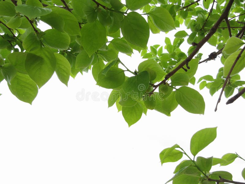 Green Leaves of Persimmon Tree on White Background Stock Image - Image ...