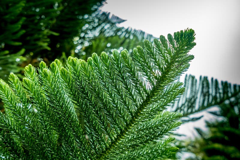 Green leaves of pine tree stock photo. Image of nature - 89391184