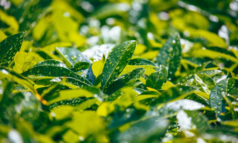 Green Leaves of a Plant in Drops of Water Stock Photo - Image of ...