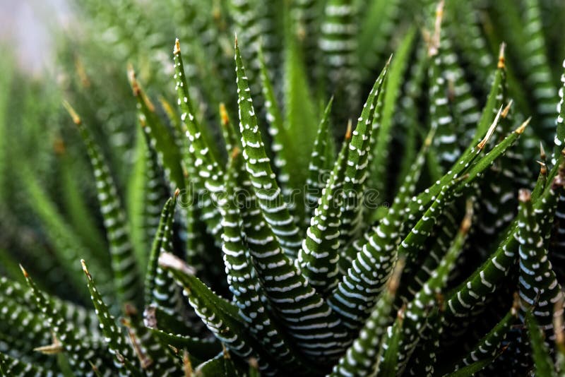 Green Leaves of a Plant with White Patterns Stock Image - Image of ...