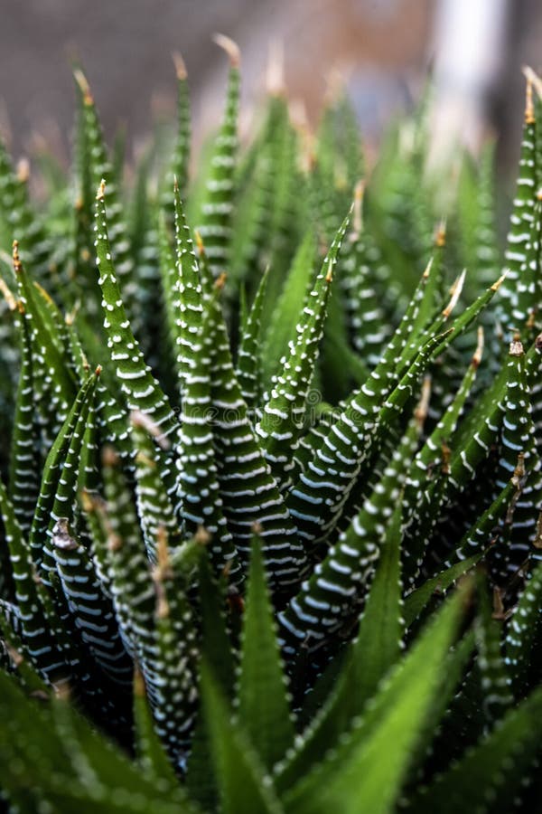 Green Leaves of a Plant with White Patterns Stock Photo - Image of ...