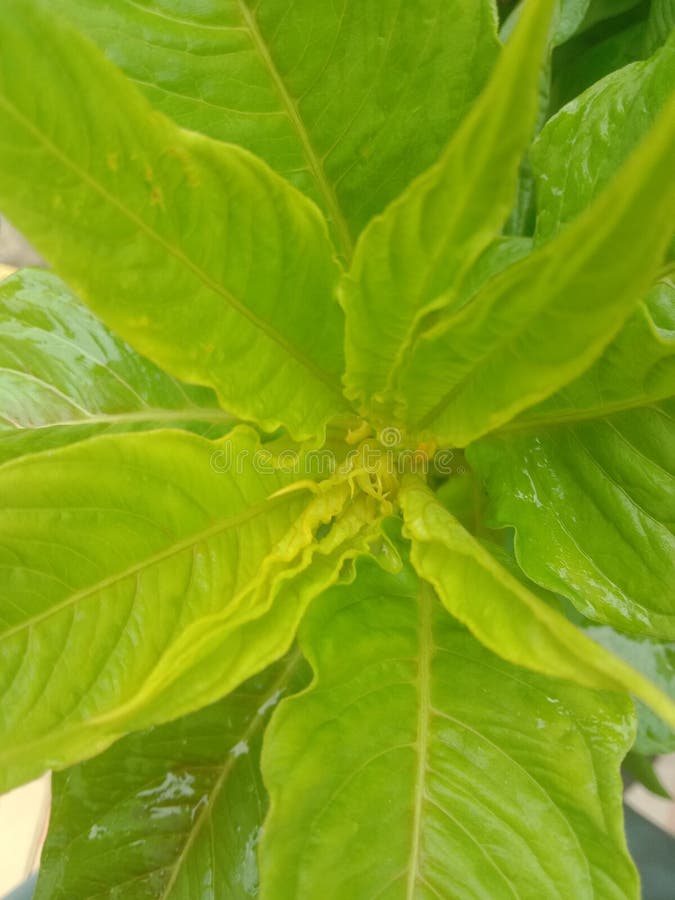 Green Leaves are Planted in Fertile Soil Stock Photo - Image of ...