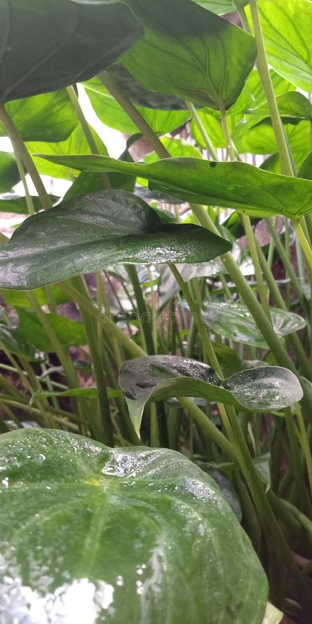 Green leaves planting day stock image. Image of vegetable - 222132855