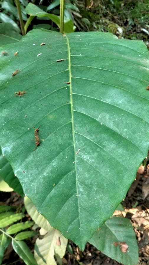 Green Leaves of Plants with a Lot of Dust Stock Photo - Image of ...