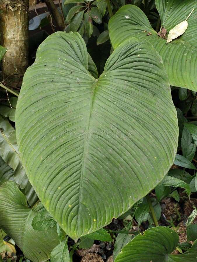 Green Leaves of Plants in the Yard Stock Photo - Image of plants, plant ...
