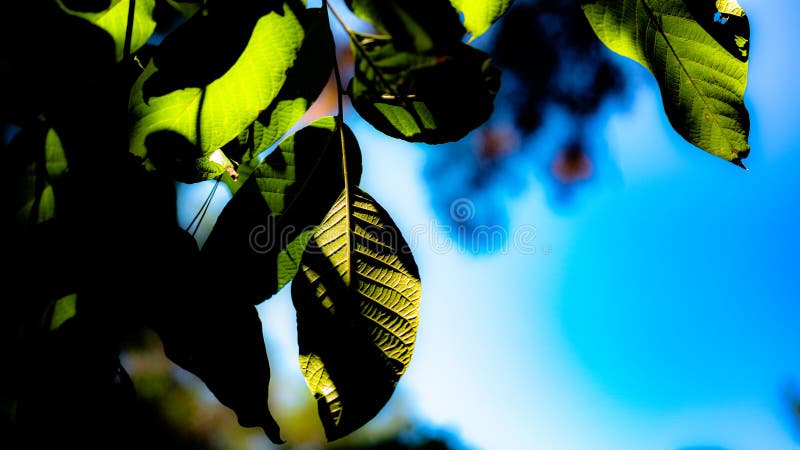 Green Leaves Play with Light and Shadow Stock Image - Image of cereal ...