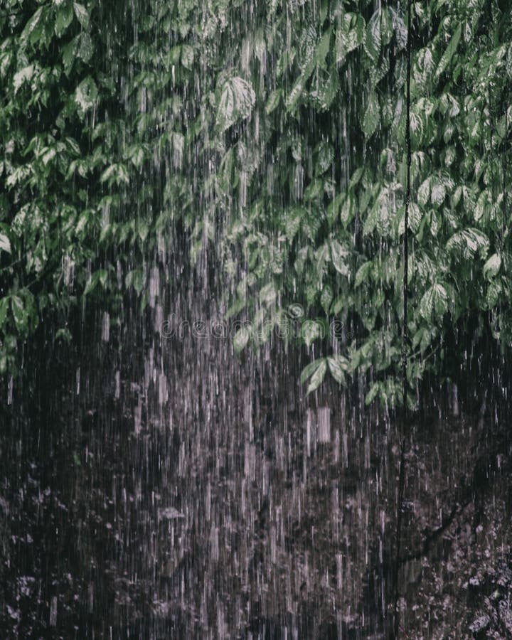 Green Thick Leaves and Flowing Water Stock Photo - Image of woodland ...