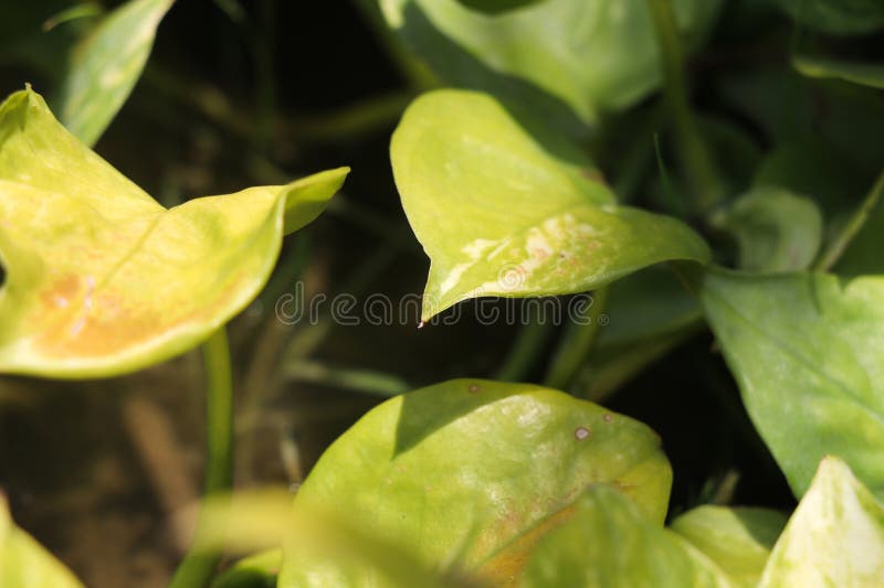 Green Leaves of Pothos or Devil S Ivy Plant Stock Photo - Image of ...