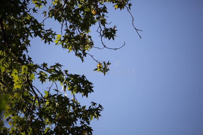 Green Leaves on Pretty Day stock image. Image of botany - 231408721