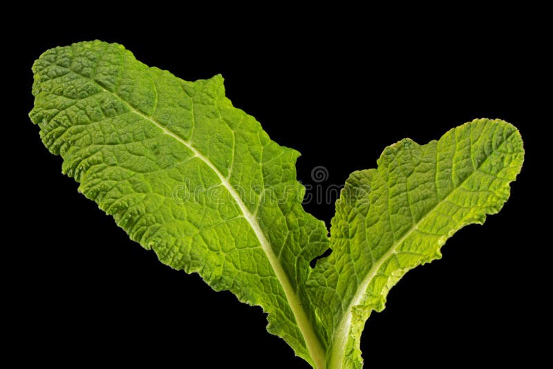 Green Leaves of Primrose Flower, Isolated on Black Background Stock ...